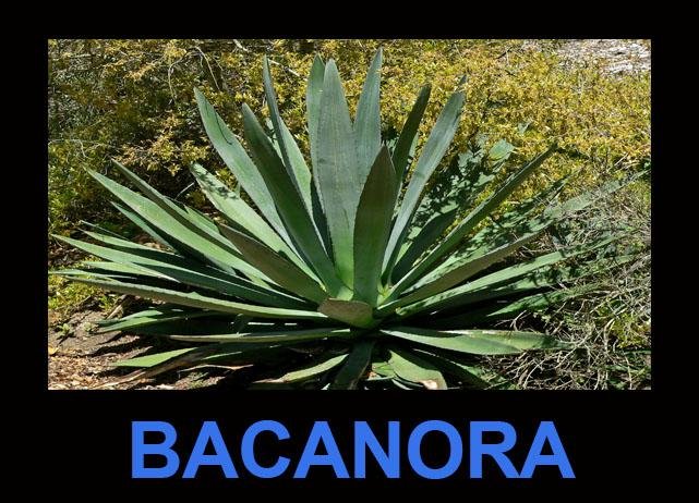 Bacanora – Ferment and Still
